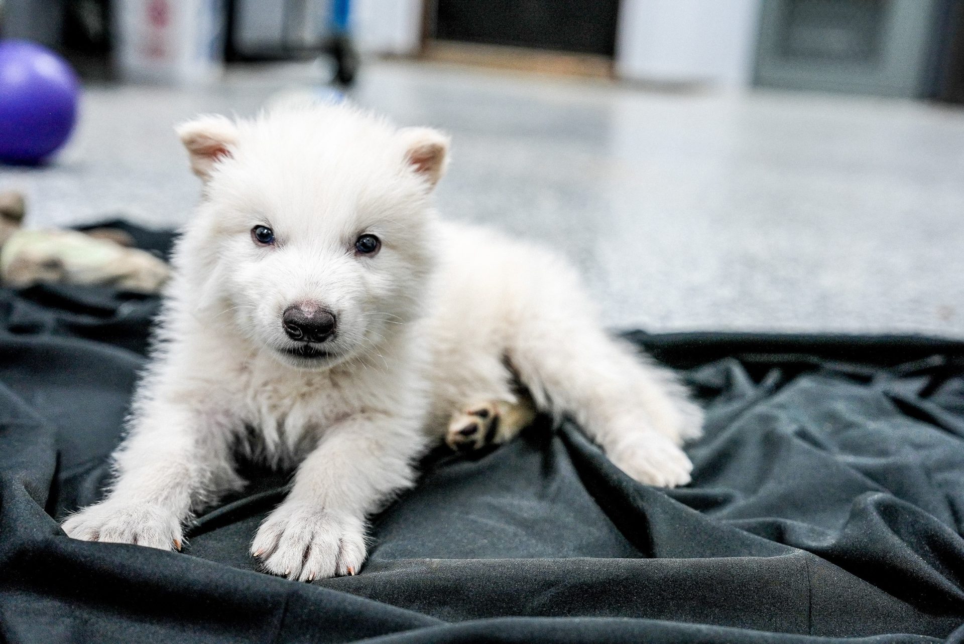 Colossal Biosciences' Dire Wolf Technology Is Being Adapted for ...